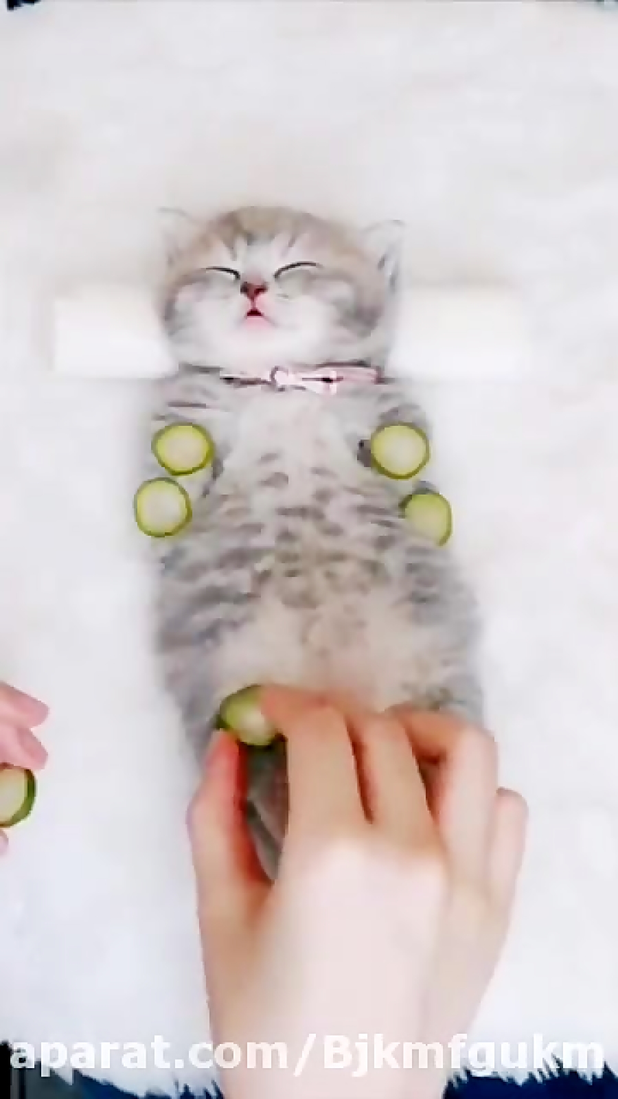 Cute Cat