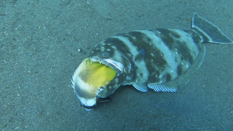 کفشک تیزدندان: Psettodes erumei