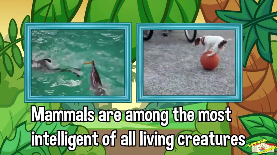 Mammals - Science For Kids