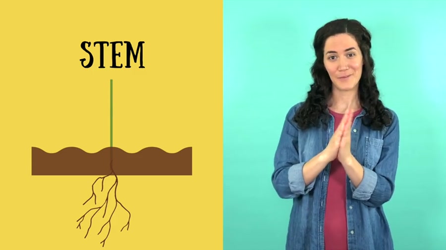 Parts of a plant song