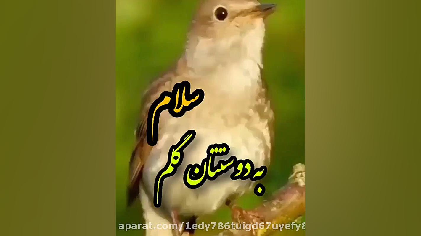 آواز پرندگان