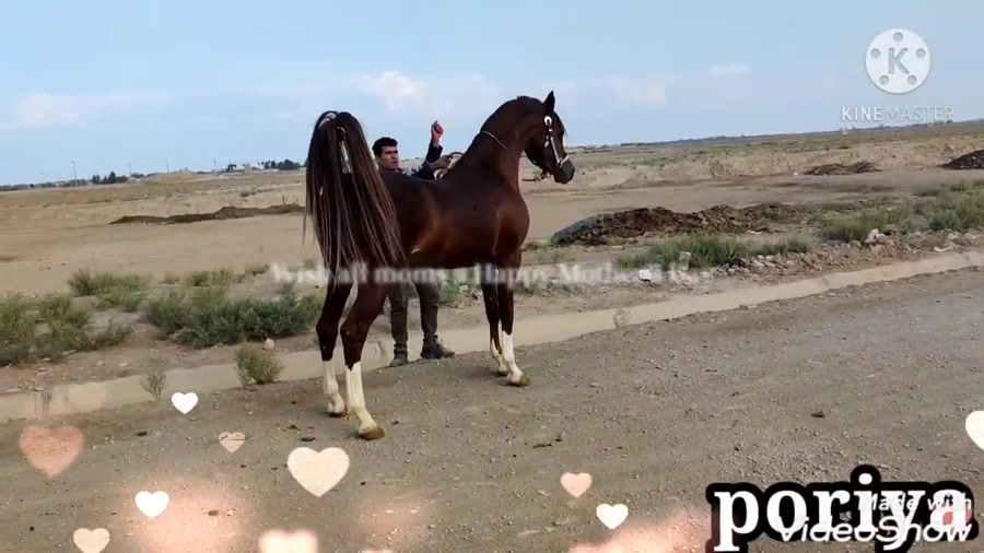 اسب عرب مثری زیباترین اسب ایرانی که تاحالا دیدم
