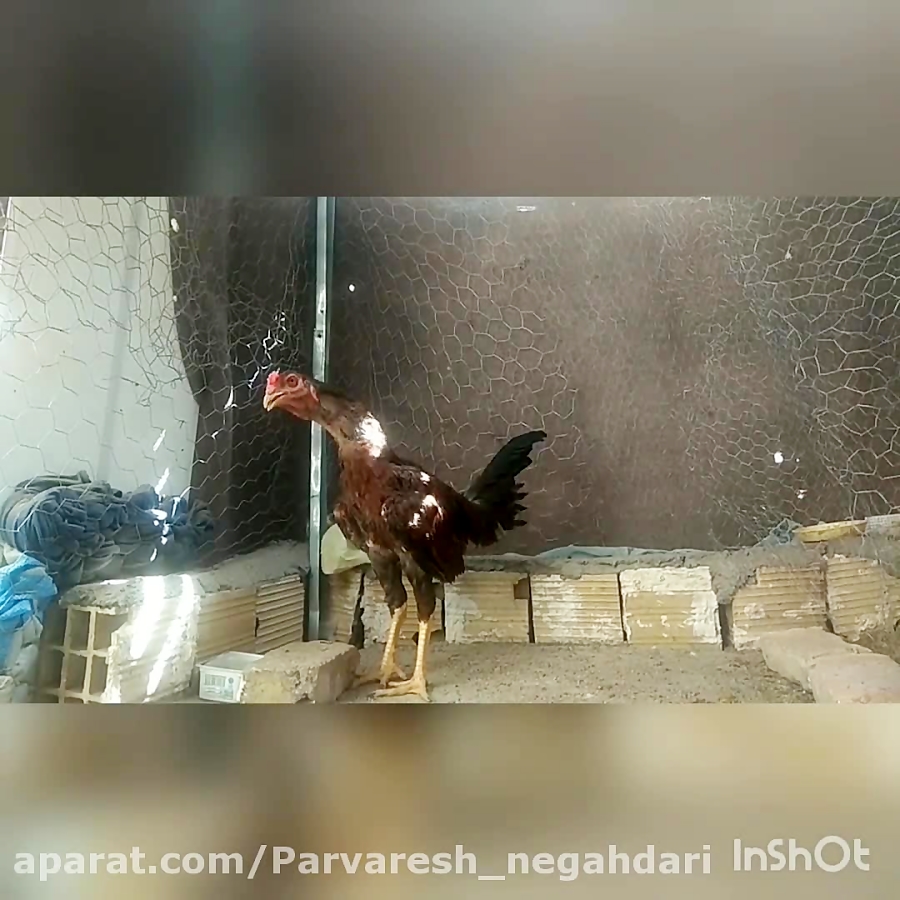 صدای خروس لاری