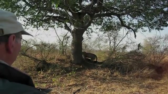 كتك خوردن كفتار از پلنگ