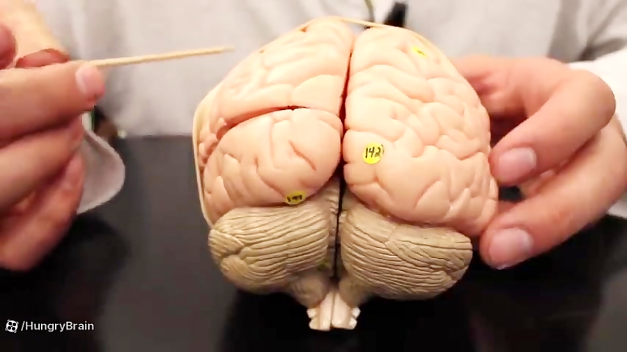 Anatomy of the Brain _ Model( 1)