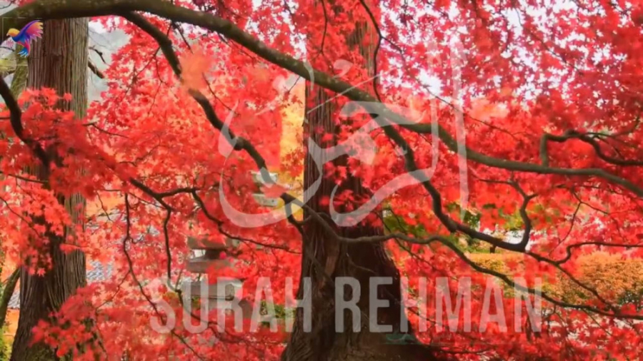 تلاوت بسیار زیبای سوره الرحمان - تلاوت قرآن آرامش بخش