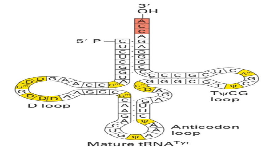 ساختار رنای ناقل (tRNA)