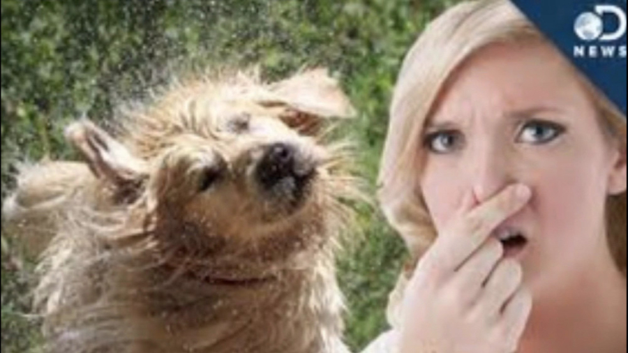 کد مورس امروز همستر پنجشنبه ۴ دی ۱۴۰۴ Daily Cipher Code Hamster