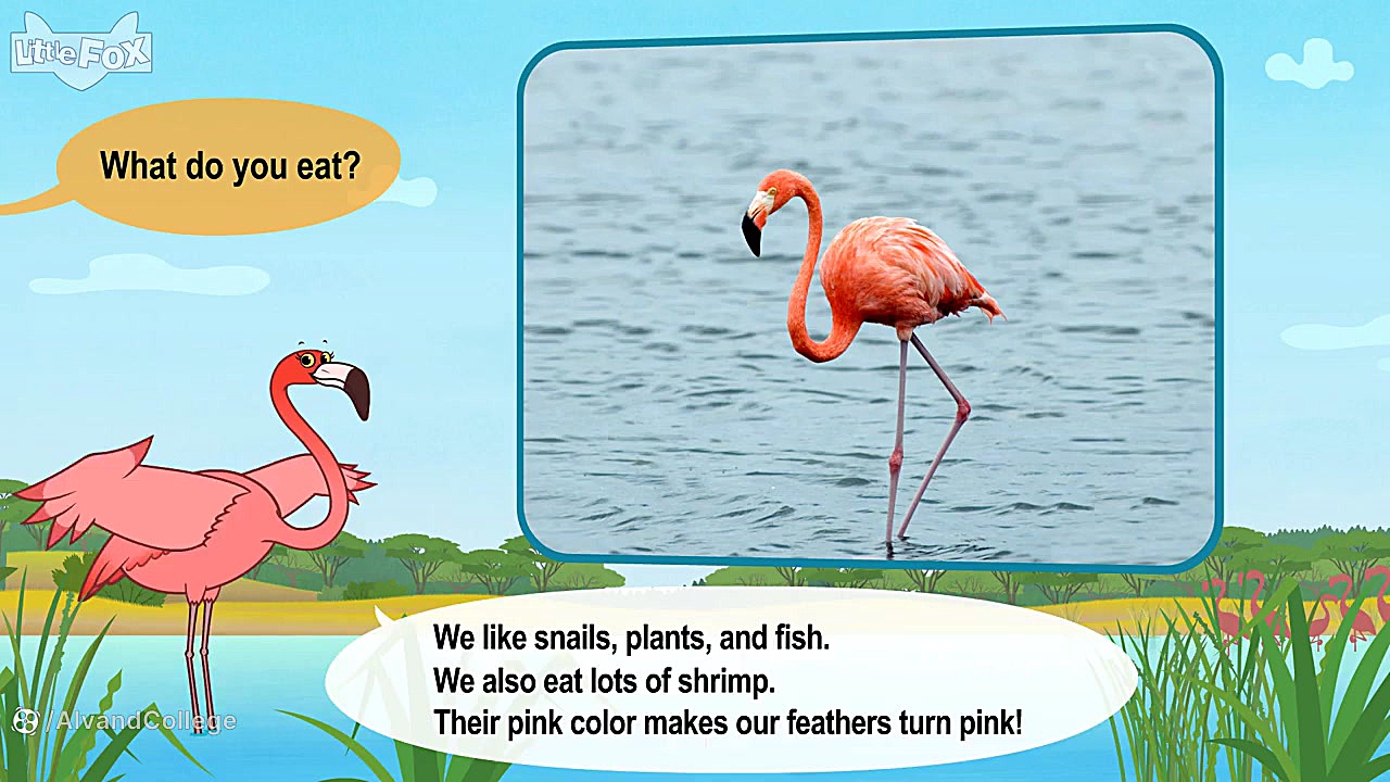 Meet the Animals 23- Flamingo - Level 2 - By Little Fox