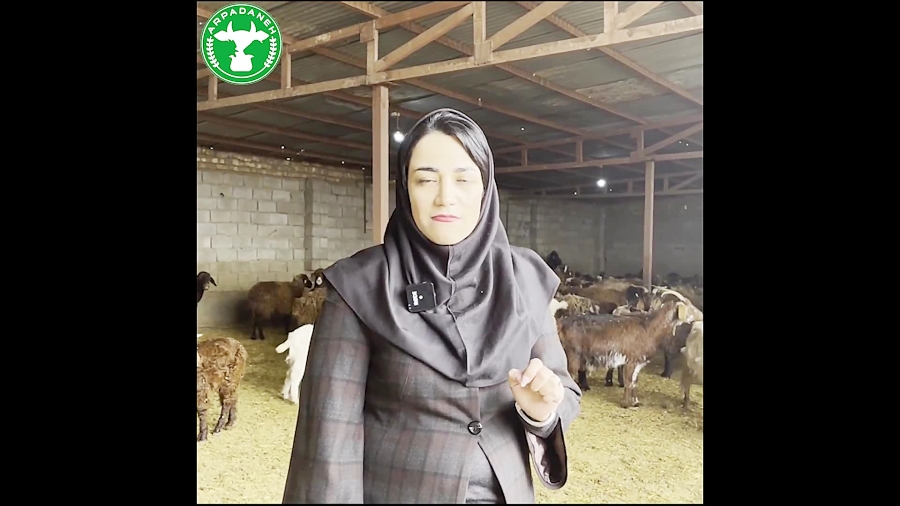 میش های آبستن سنگین