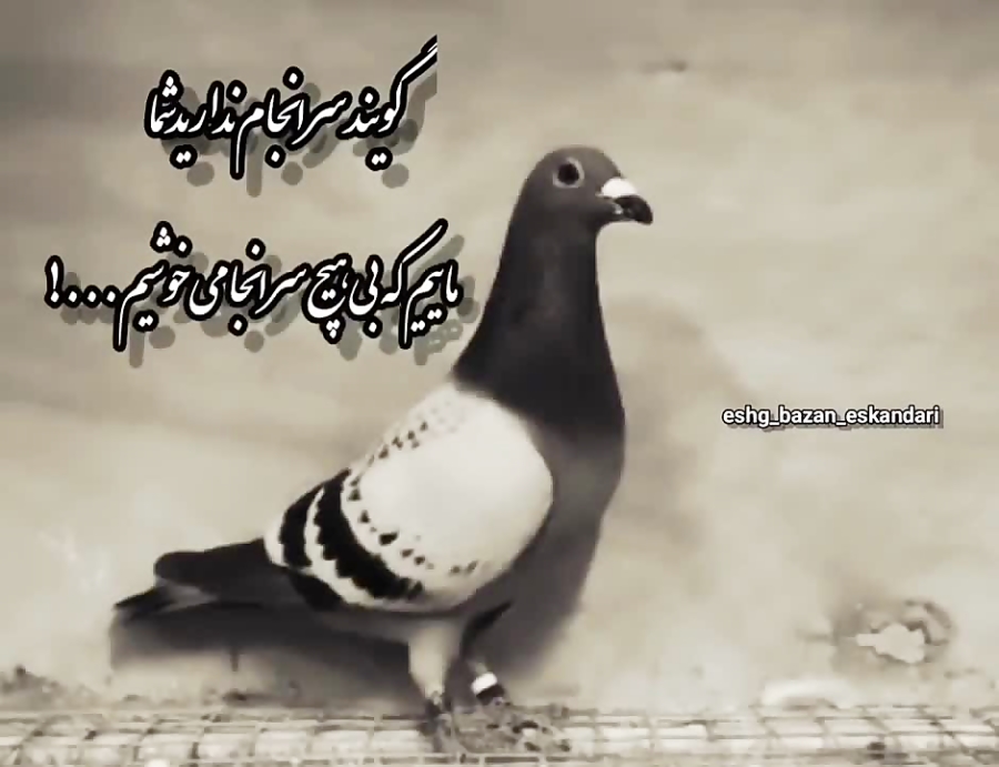 کبوتر پلاکی
