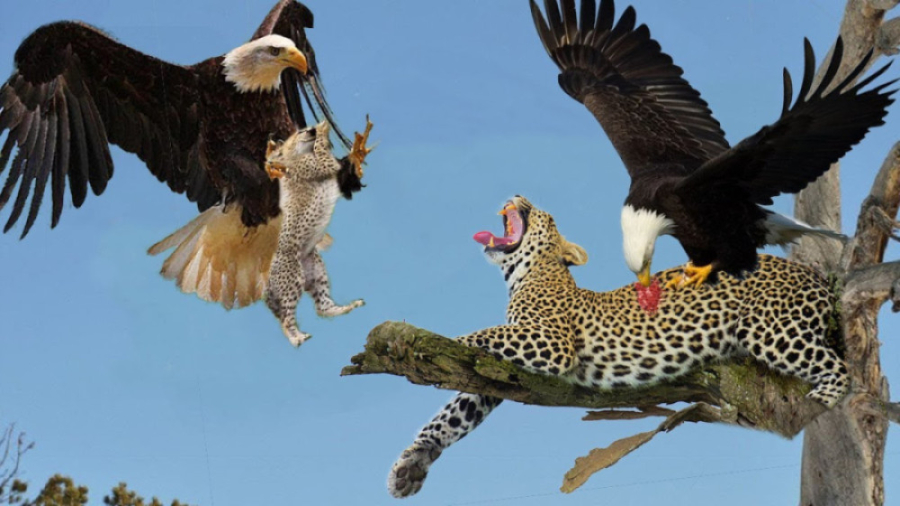 حمله عقاب به توله پلنگ در هنگام تعقیب پلنگ مادر و کشتن