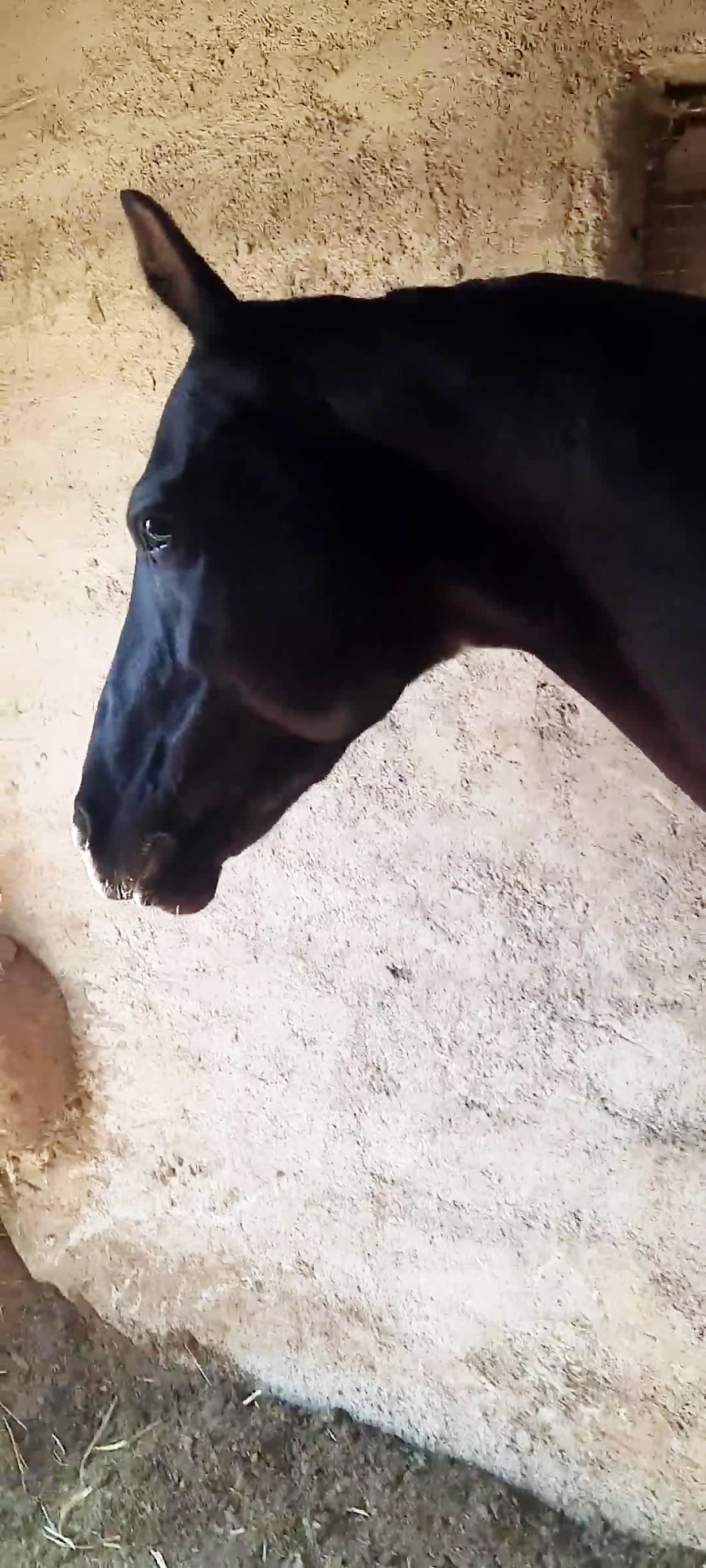 خرید اسب ترکمن آخال تکه