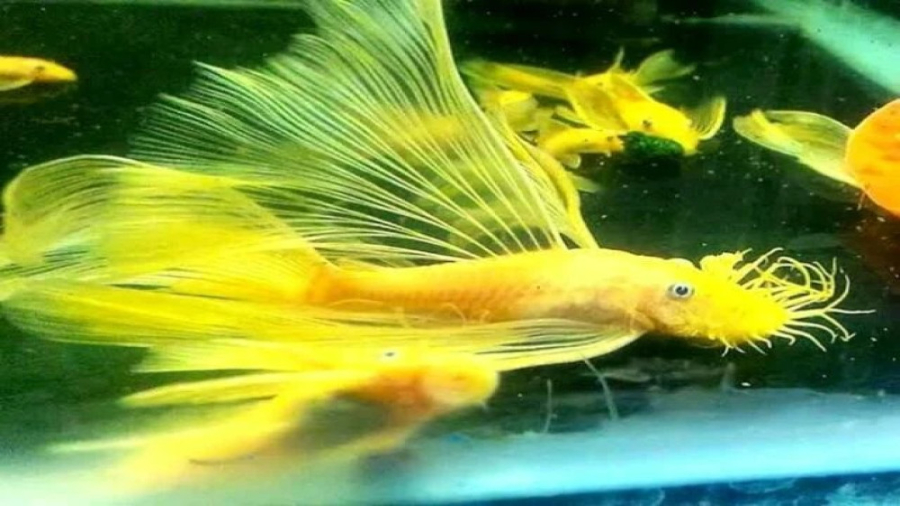 لجن خوار پوزه بوته ای (L144) (توسط محمد محمدی)