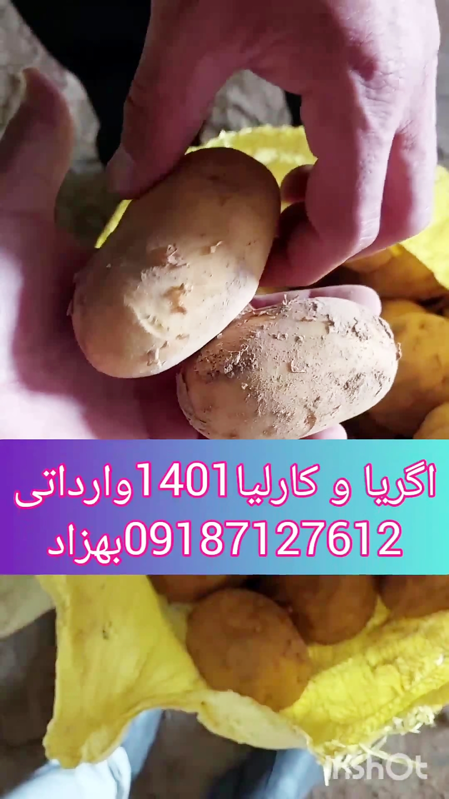 سیب زمینی بذری لیبل دار وارداتی مدل1401کشت مزارع همدان طاسران