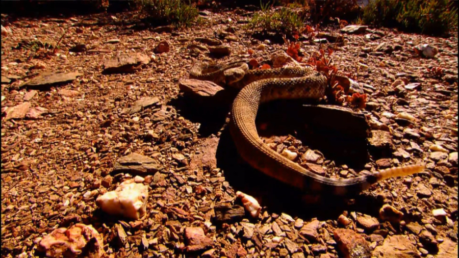 Animal Planet's -The Beauty of Snakes 2008 1080p.BluRay