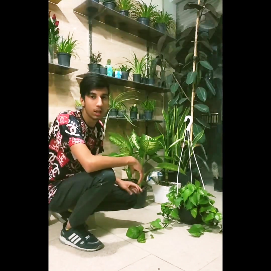 گل فروشی خسروی (اطلاعات گل پتوس),