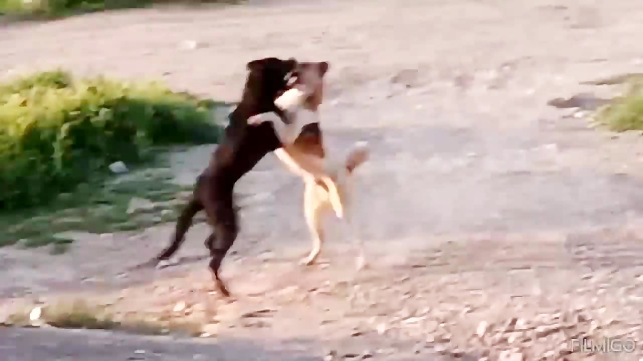 جنگ سگ سرابی