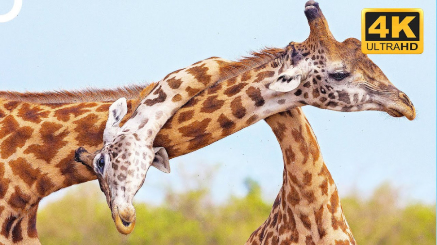 زرافه: بلندترین حیوان روی زمین چگونه برای تسلط مبارزه می کند؟ | مستند ...