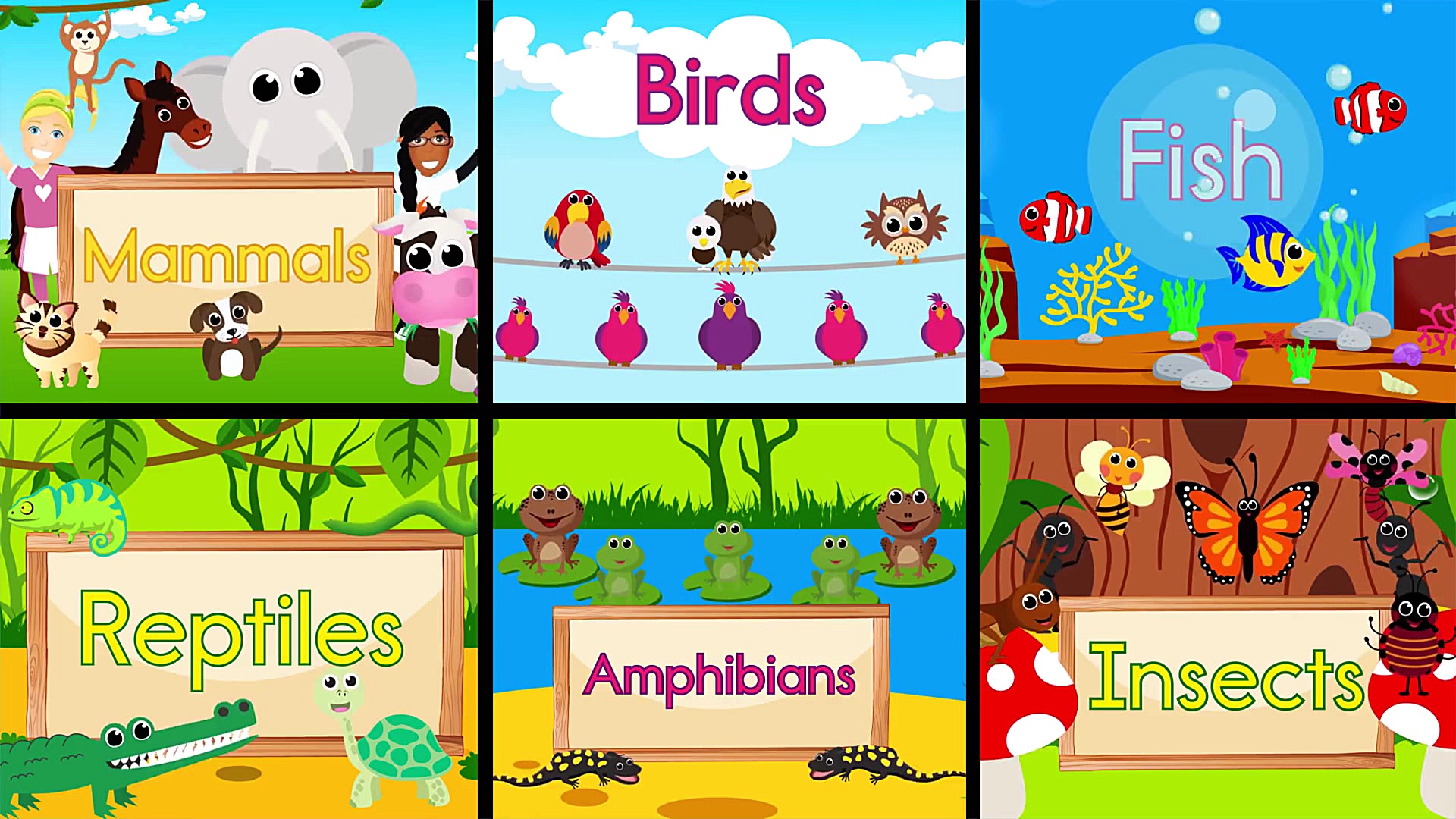 animal classification