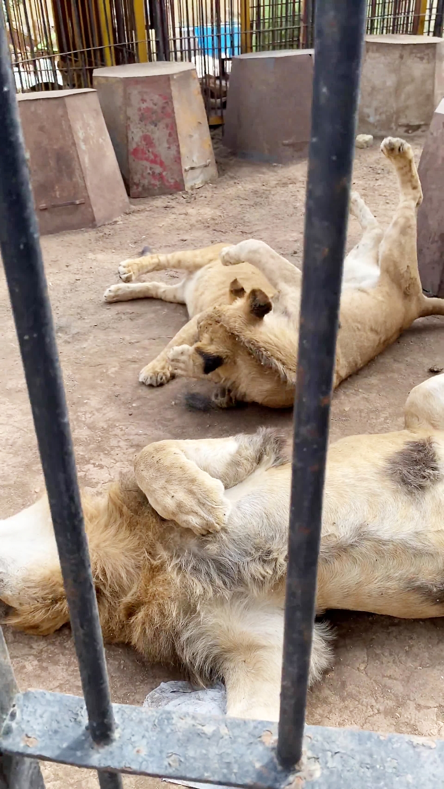 باغ وحش شیراز