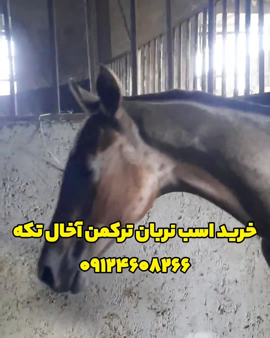 خرید اسب ترکمن اخال تکه
