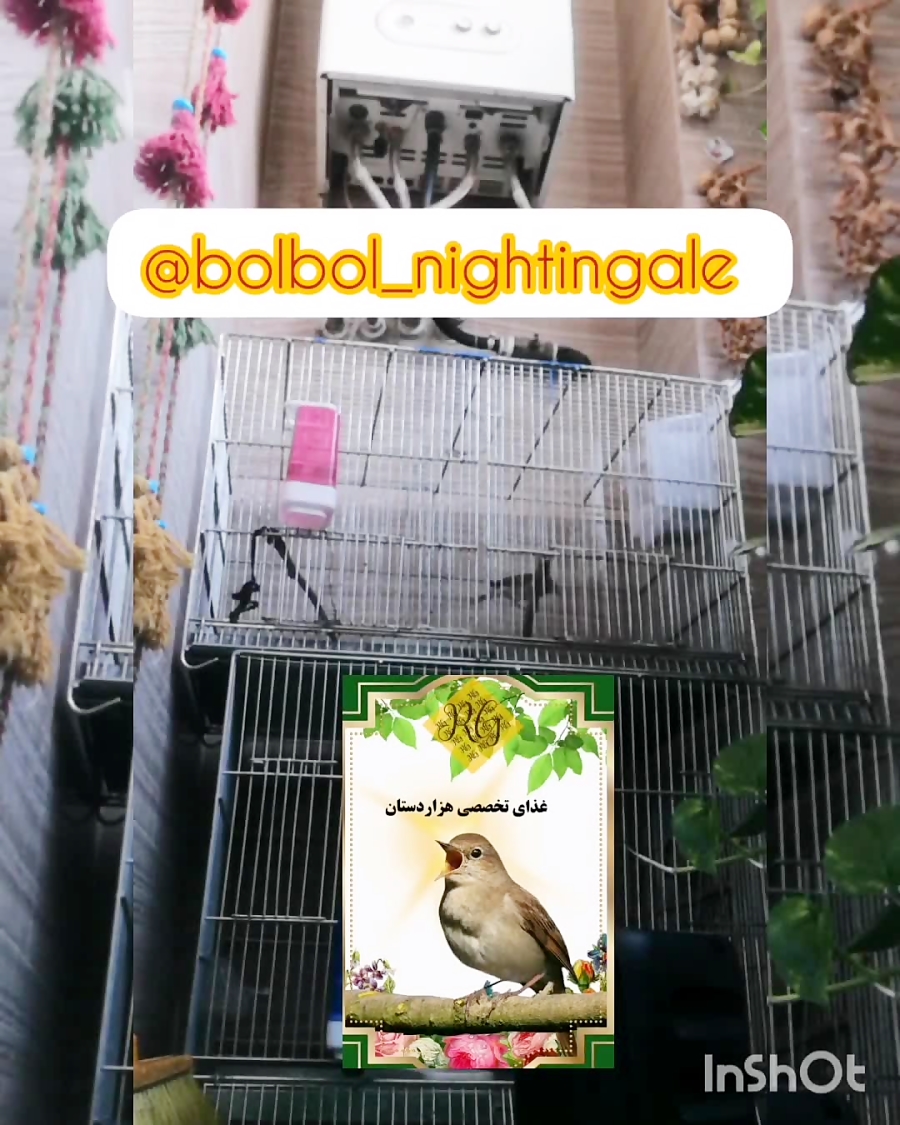 آواز بلبل هزاردستان تغذیه شده با دون آرجی