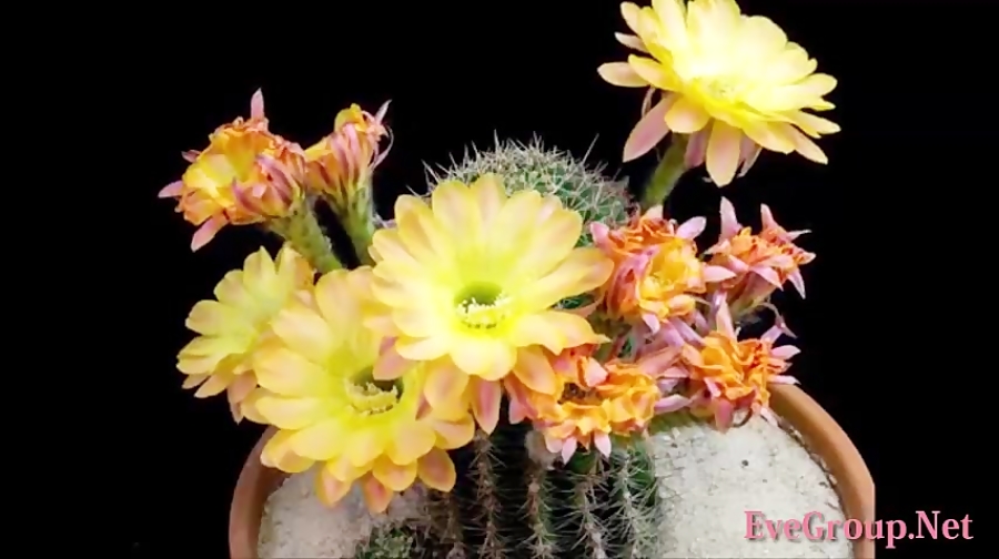 نمود قدرت خداوند در گل های کاکتوس - تایم لپس