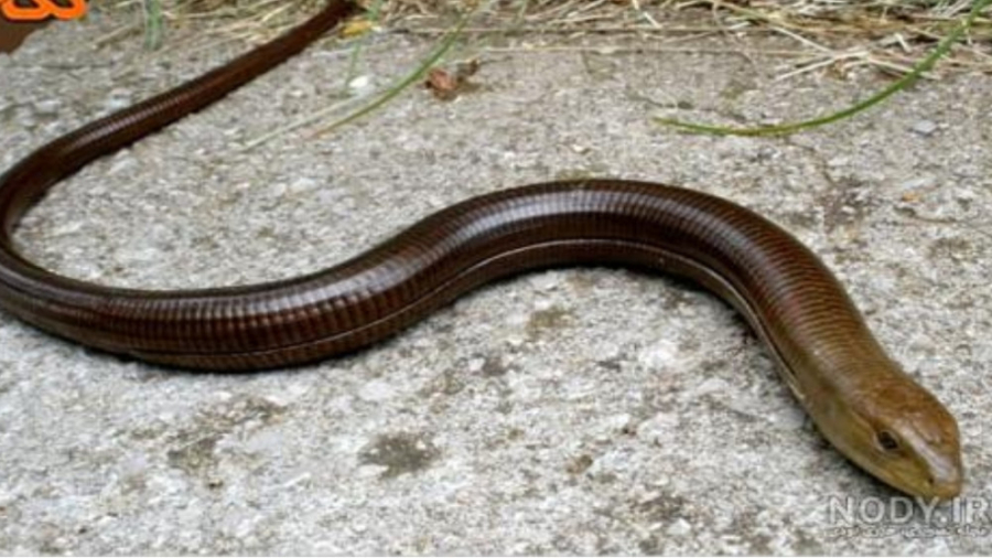 گرفتن مار بزرگ در گیلان