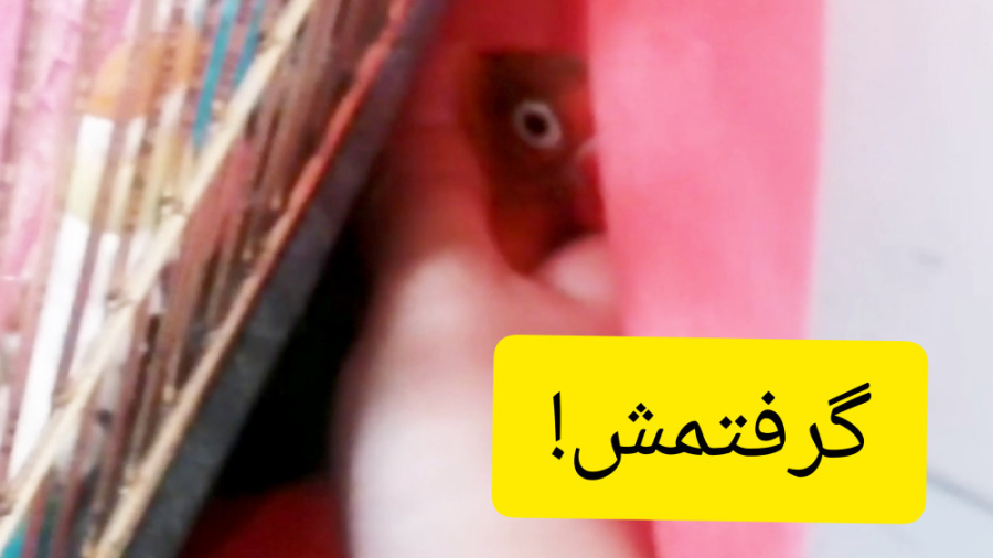 لیمو داشت یه کارایی که می‌کرد که مچشو گرفتم