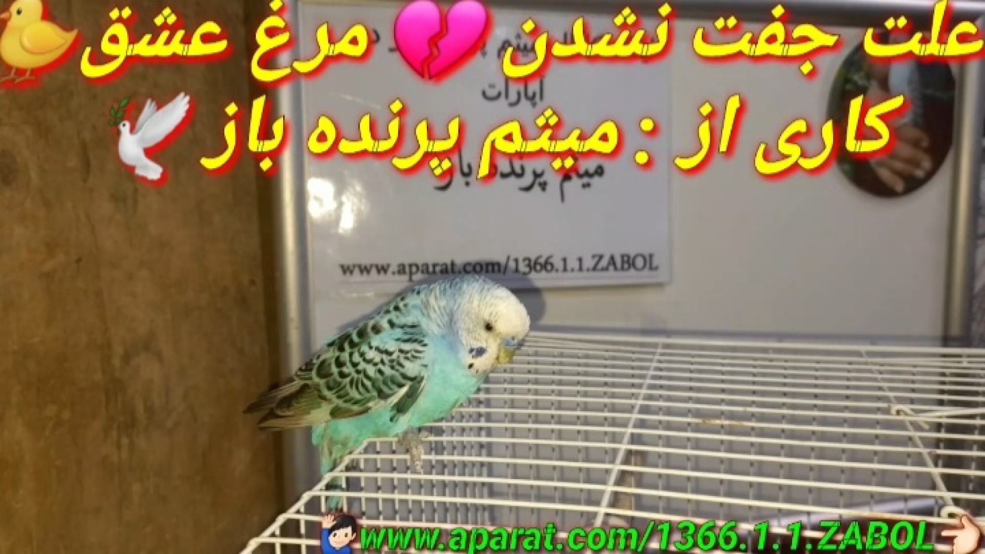 علت جفت نشدن مرغ عشق