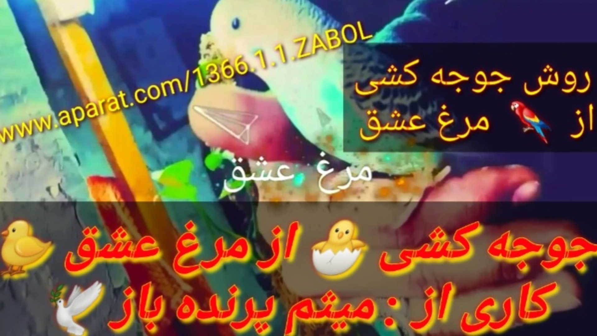 علت جفت نشدن مرغ عشق
