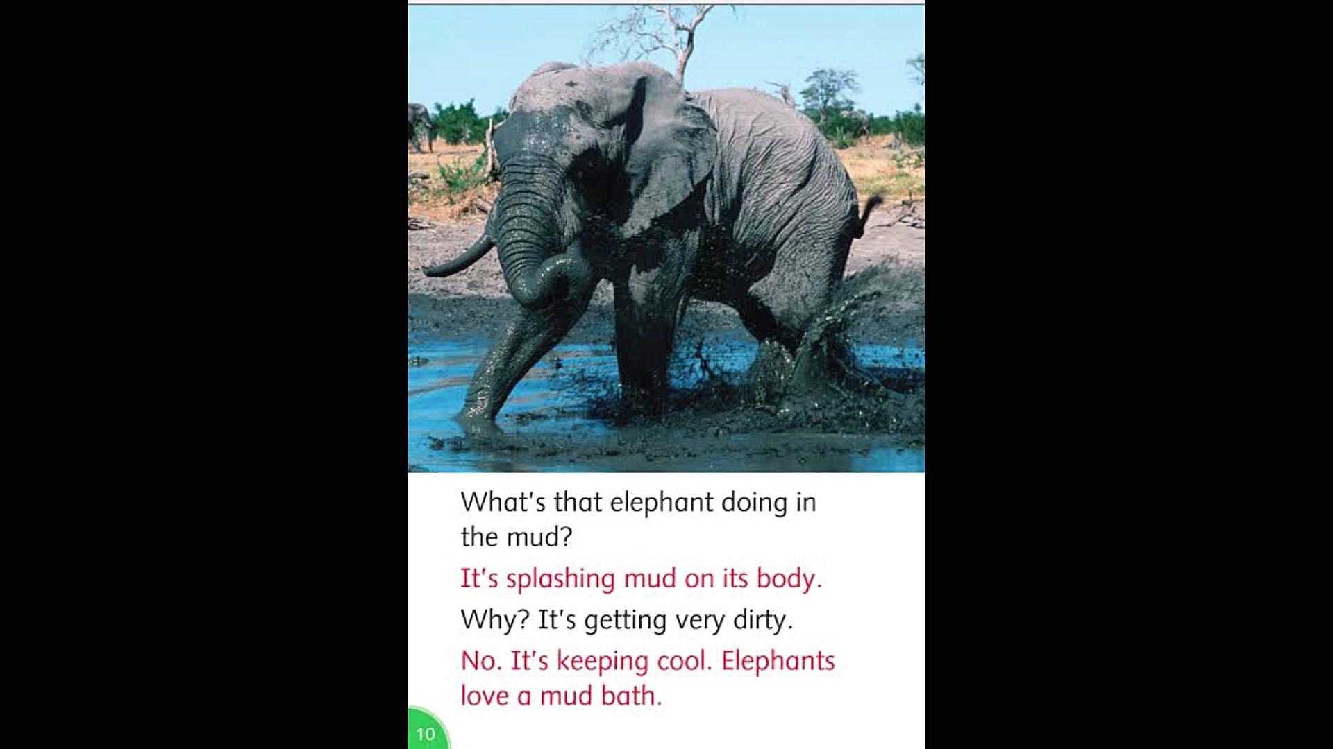 Wonderful wild Animals/story book