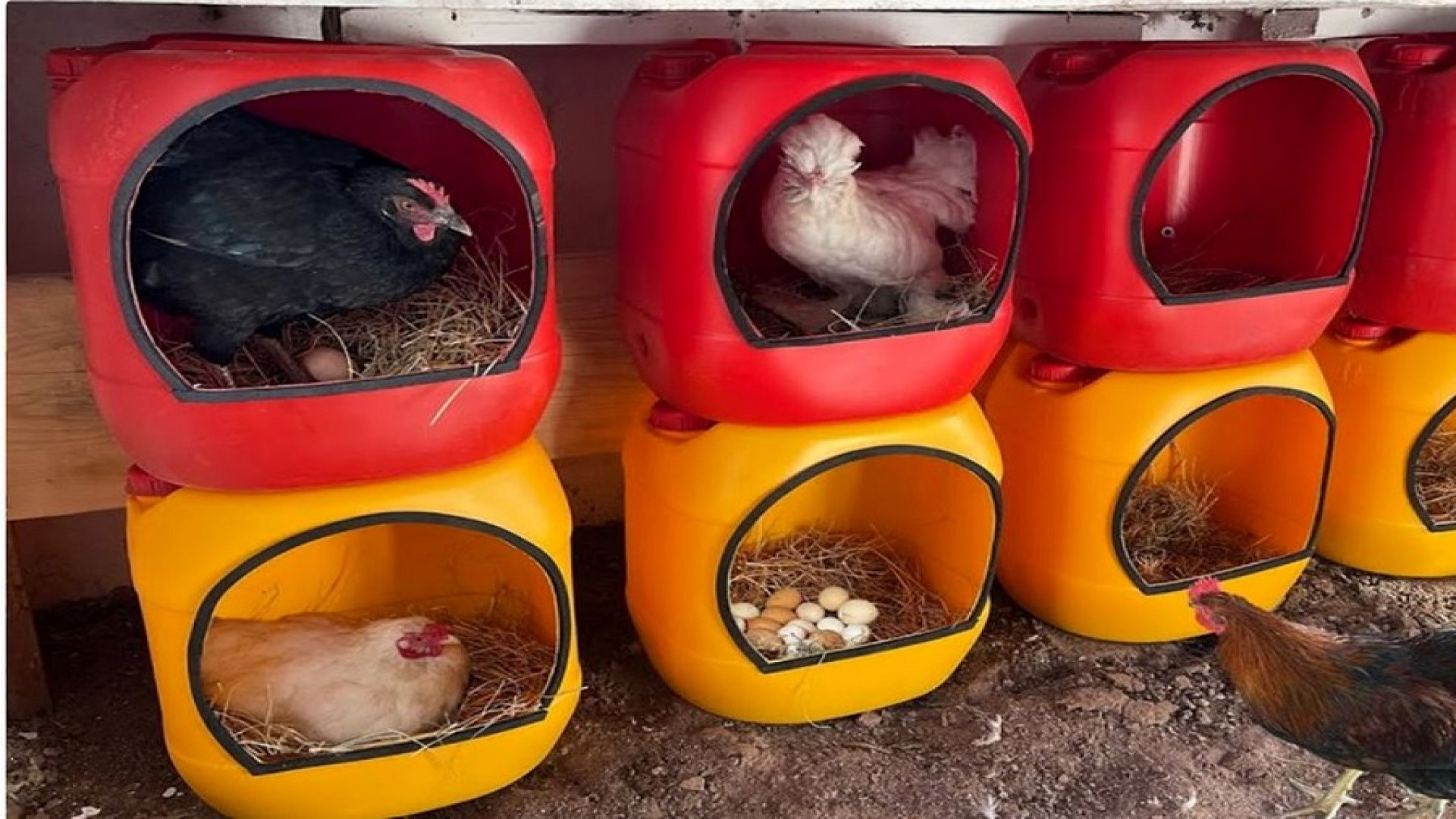 خیلی ساده و کم هزینه با بشکه های 20 لیتری پلاستیکی لانه مرغ درست کن