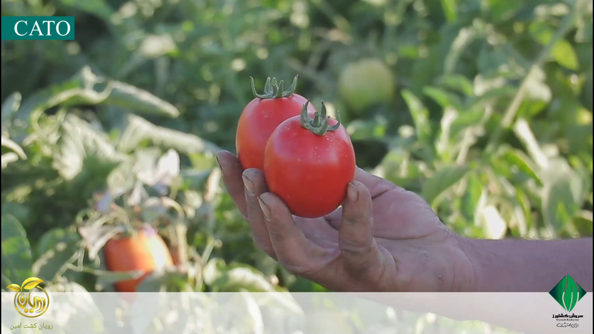 گوجه فرنگی فضای باز کاتو شرکت بوئر هلند