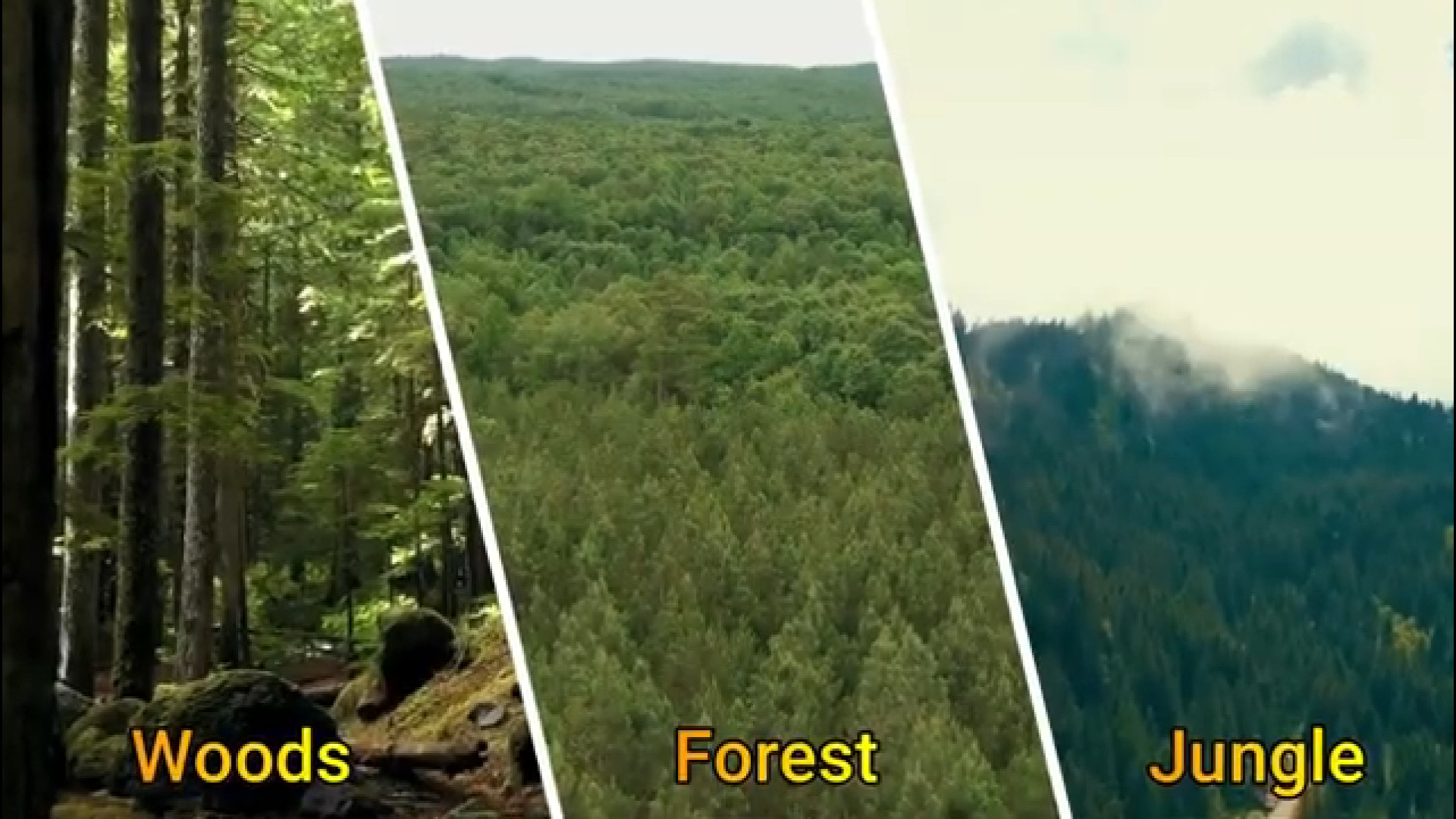 Difference between Forest,Woods,Jungle- Jungle, forest and woods