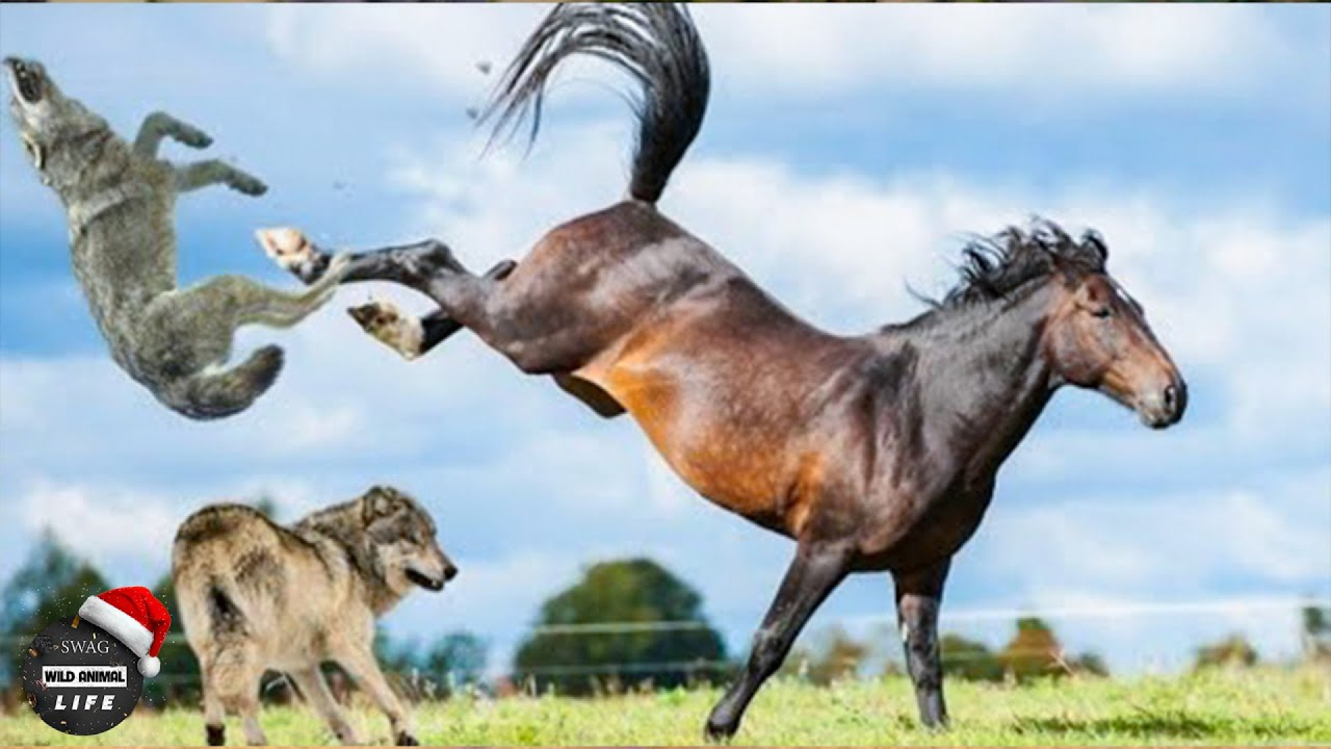 Surprise! Wolves Hunt Wild Horses And What The Ending? | Wild Animals