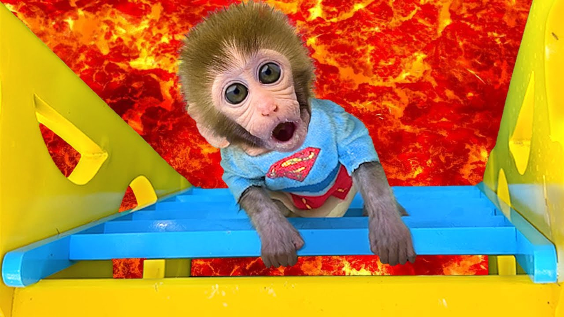 Monkey Baby Bon Bon Uses Computer And Eats Hamburgers