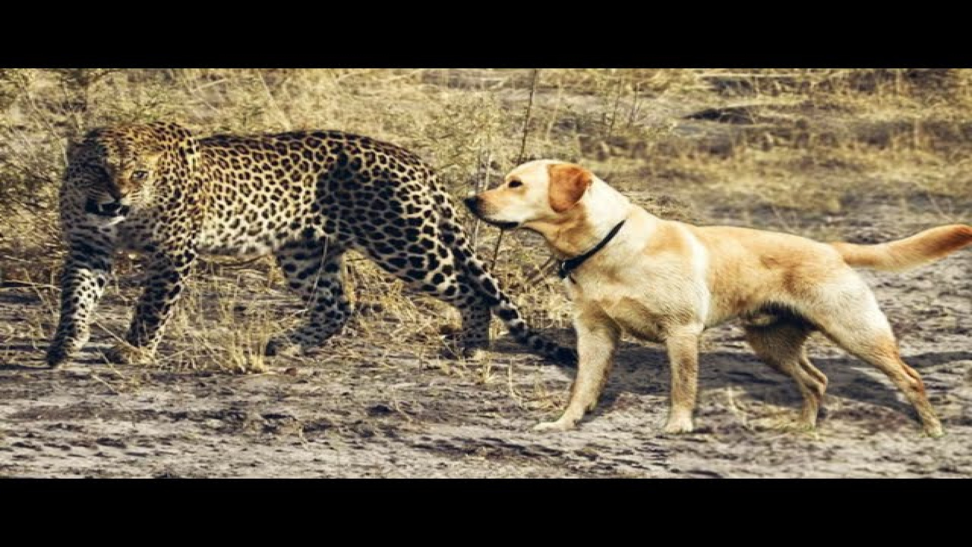 LEOPARDO vs LABRADOR LEOPARDO ATACA UM CÃO DA RAÇA LABRADOR