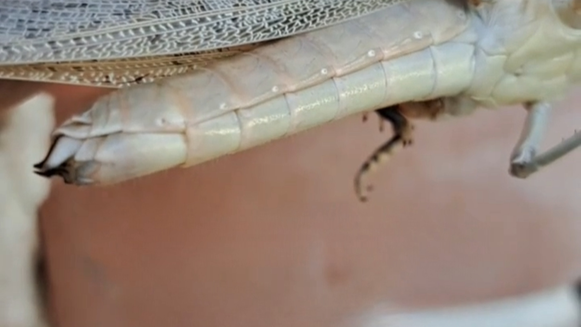 تنفس نایدیسی به در ملخ