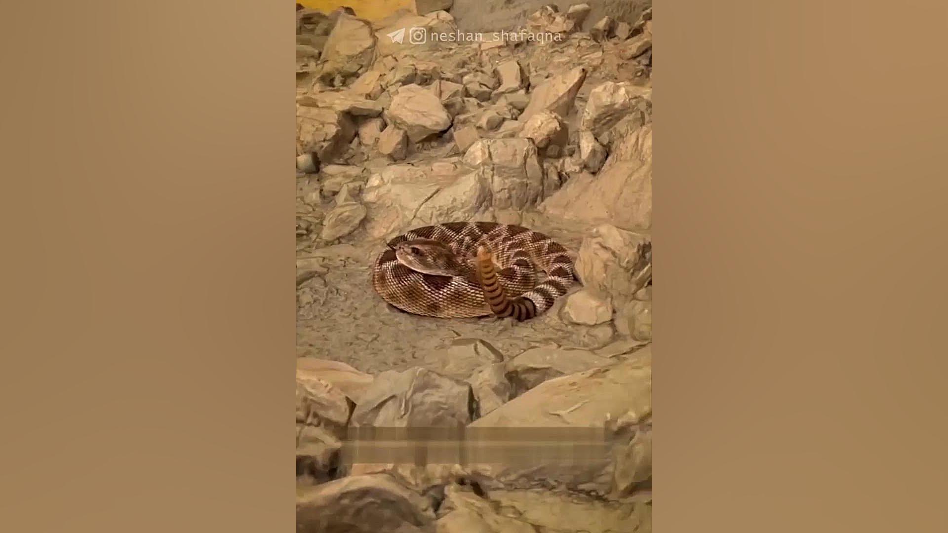 راز صدای دُم مار زنگی