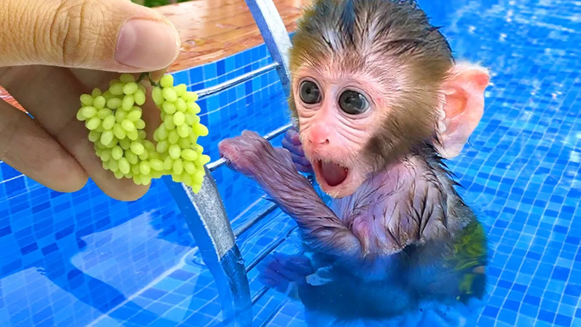 Monkey Baby Bon Bon harvest fruit in the garden and eat with puppy and ...