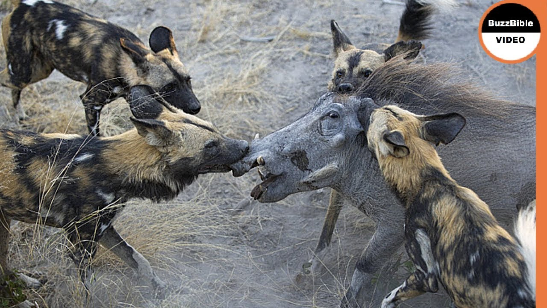 BATTLE OF WILD DOGS AGAINST WARTHOG