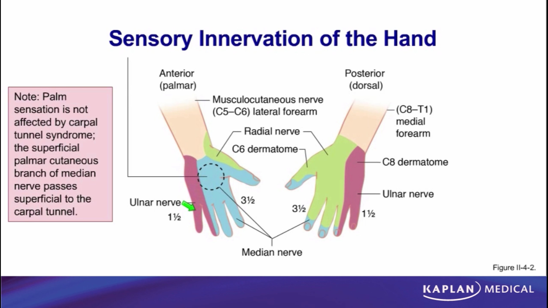 041. Anatomy - Sec II Upper Limb - Upper Limb Brachial Plexusاعصاب ...