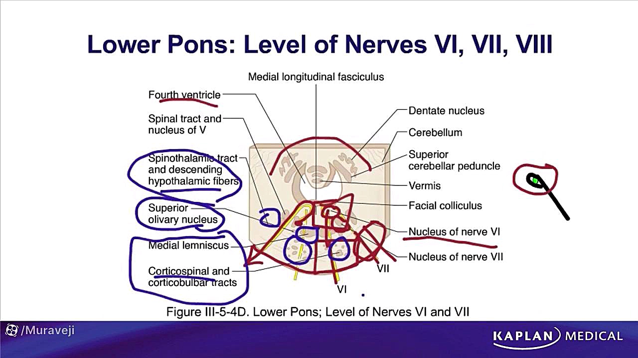 081. Anatomy - Sec III The Brain Stem - Lower Pons