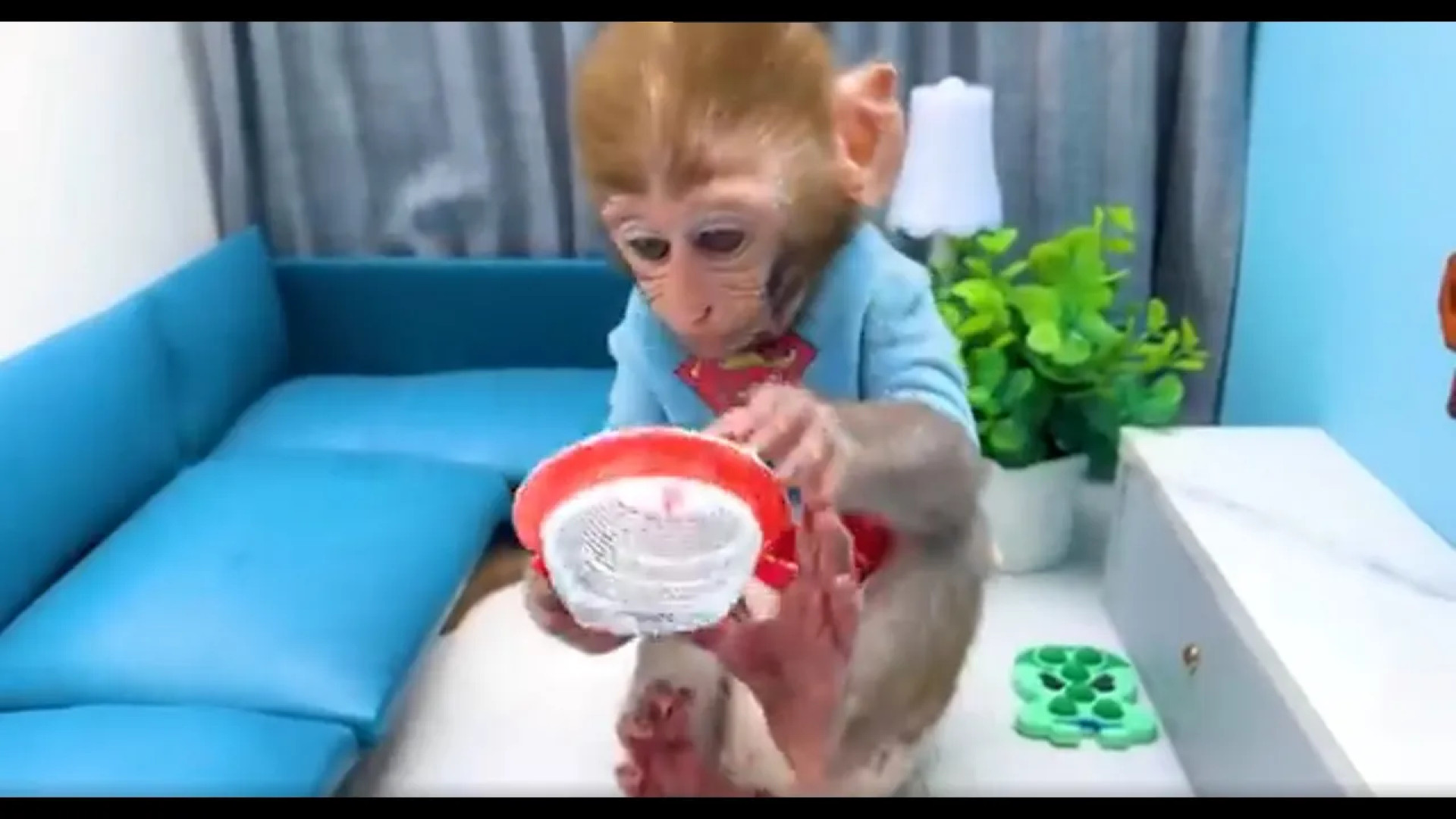 Monkey Baby Bon Bon Doing Shopping In Eggs Toy Store And Brush Teeth In ...