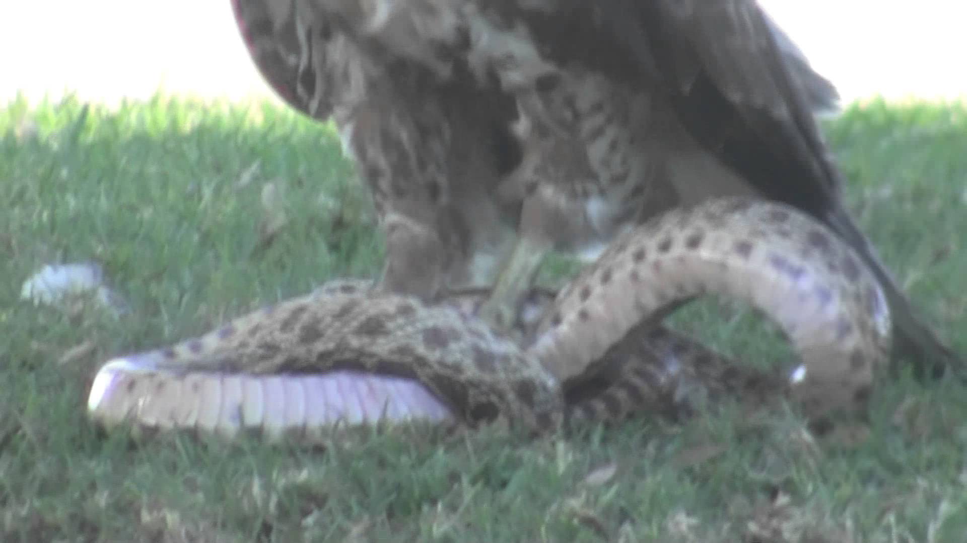 Eagle Vs Snake Fight 2