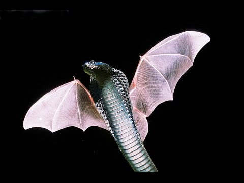 :: Flying Snake With Wings - Flying Snakes - Flying Snake Facts Cobra ...