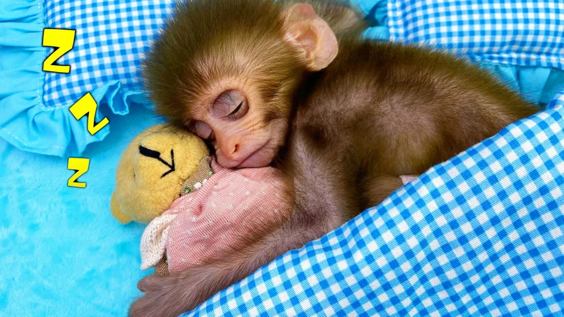 Baby monkey Bon Bon playing with So cute duckling and teddy bear in the ...