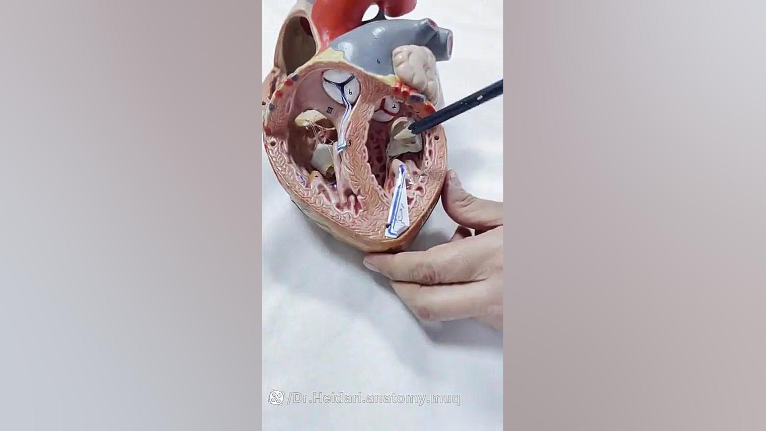 نام گذاری اجزای قلب از مولاژ